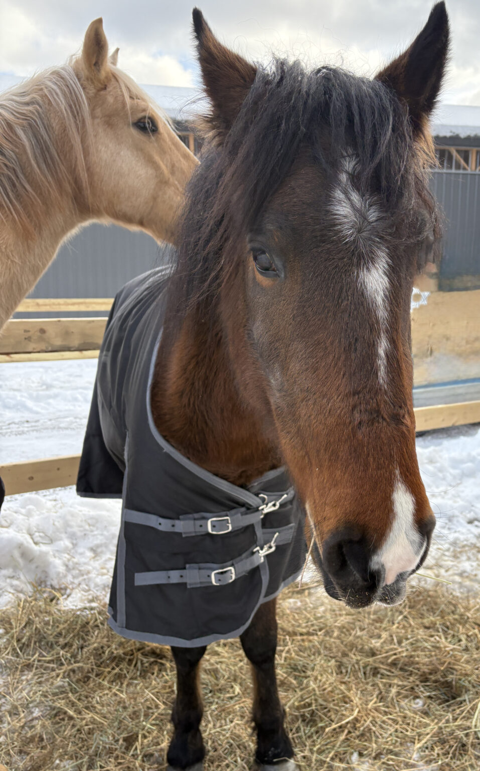 Monty the Mustang | Young Rescue Horse for Adoption in New York